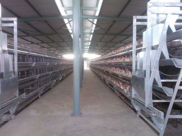 A – FRAME LAYER CAGES – Reliance Poultry Equipment