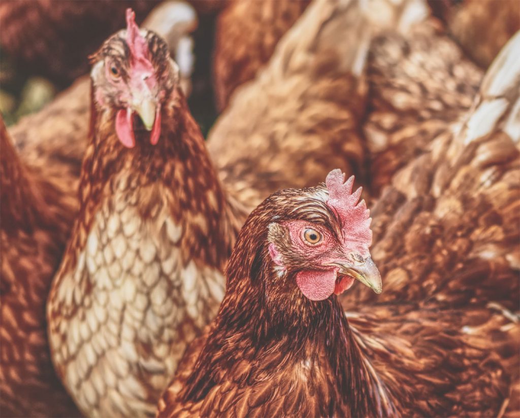 NESTING – Reliance Poultry Equipment