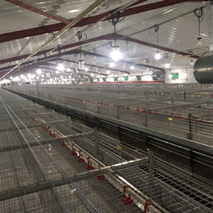 VERTICAL CAGES – Reliance Poultry Equipment