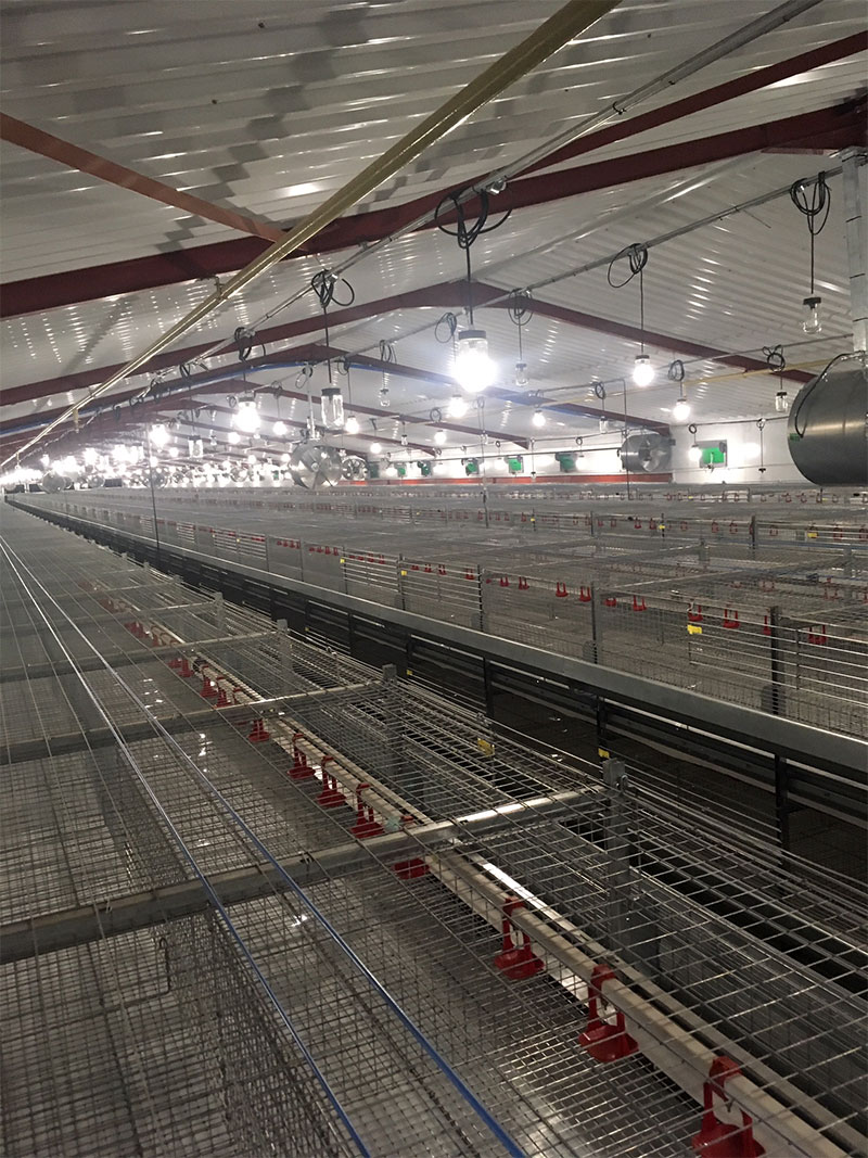VERTICAL CAGES – Reliance Poultry Equipment