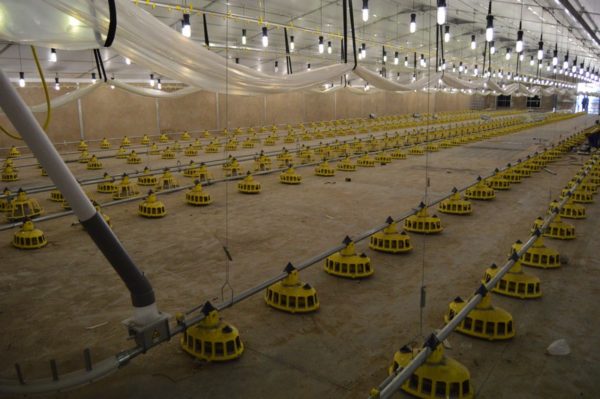 BREEDER EQUIPMENT – Reliance Poultry Equipment