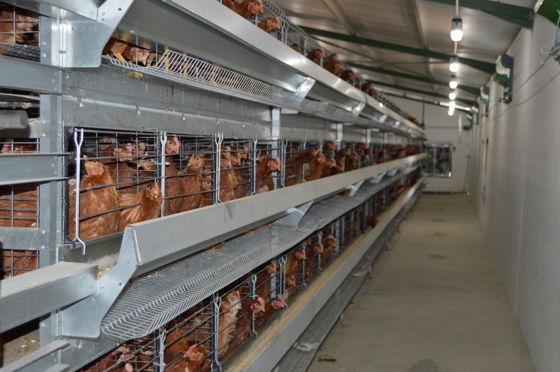 VERTICAL STACK CAGE SYSTEMS – Reliance Poultry Equipment