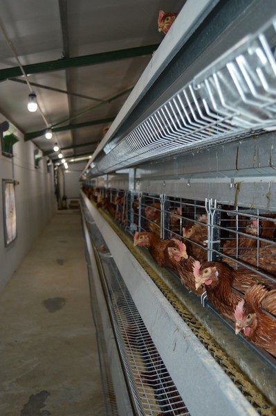 VERTICAL STACK CAGE SYSTEMS – Reliance Poultry Equipment