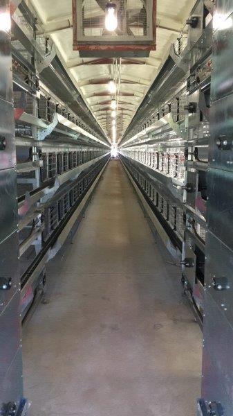 VERTICAL STACK CAGE SYSTEMS – Reliance Poultry Equipment