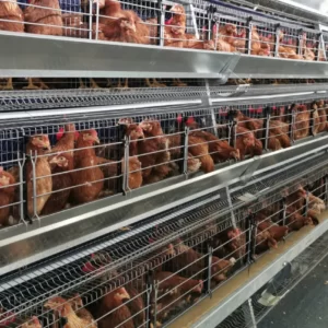 PROJECTS – Reliance Poultry Equipment