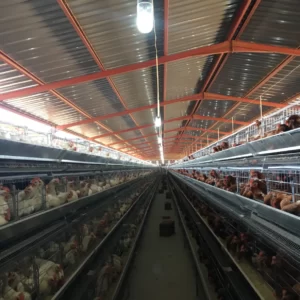 PROJECTS – Reliance Poultry Equipment