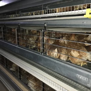 PROJECTS – Reliance Poultry Equipment