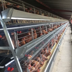 PROJECTS – Reliance Poultry Equipment