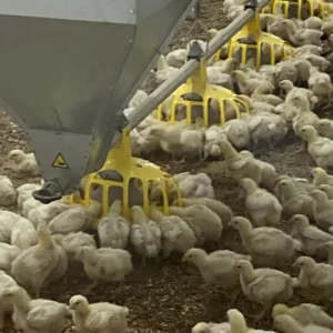 PROJECTS – Reliance Poultry Equipment