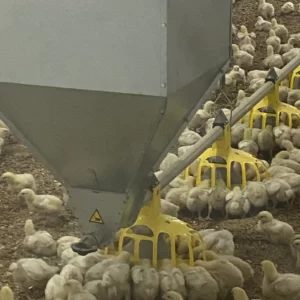 PROJECTS – Reliance Poultry Equipment