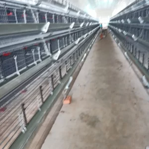 PROJECTS – Reliance Poultry Equipment