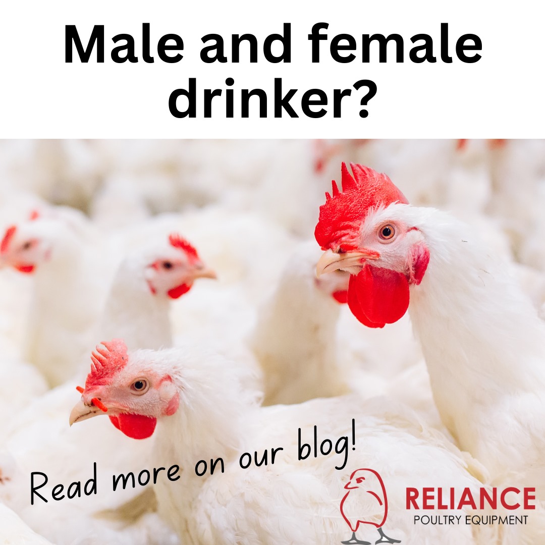 Male and Female drinker? – Reliance Poultry Equipment